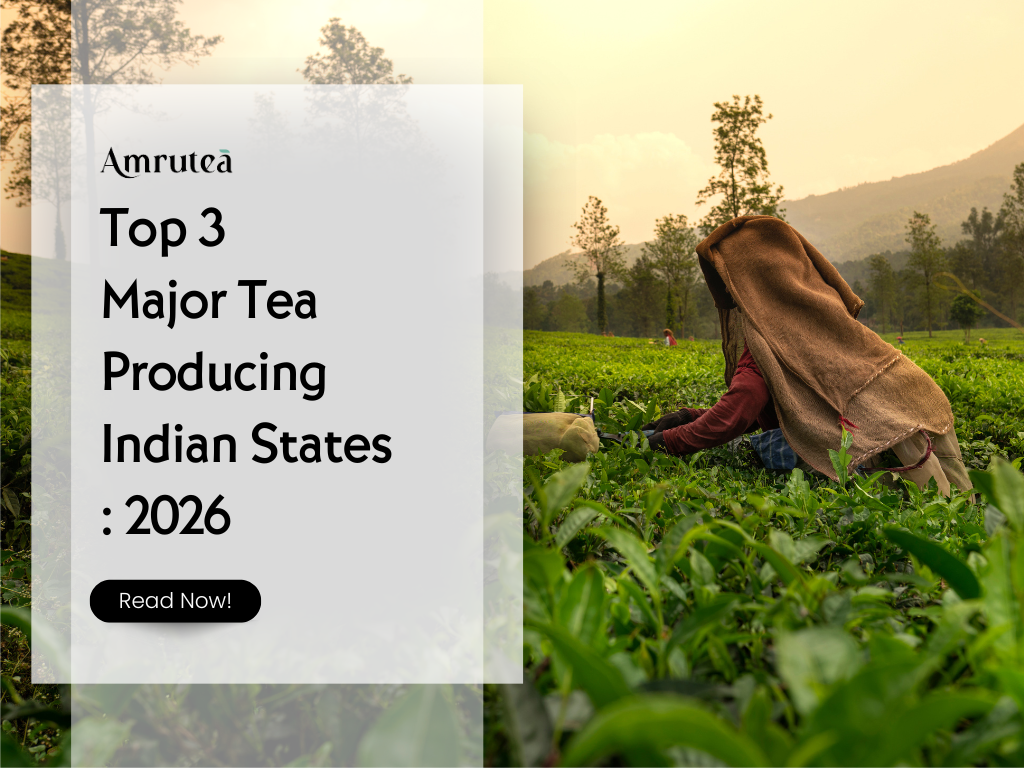 Top 3 Major Tea Producing Indian States : 2026 | Amrutea