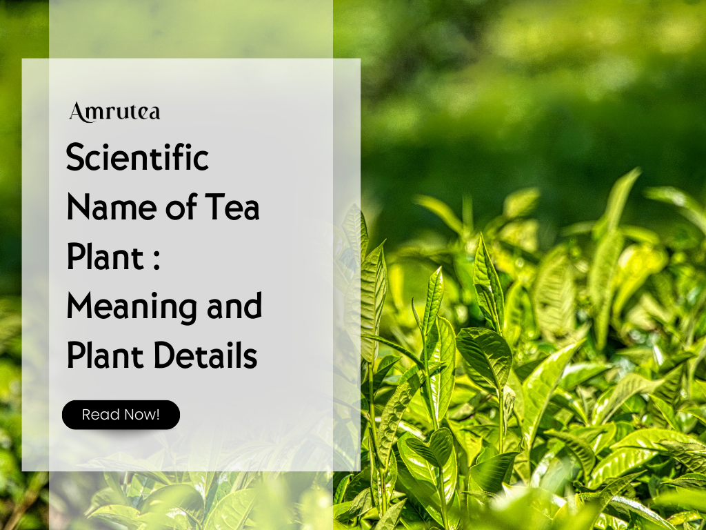 Scientific Name of Tea Plant : Meaning and Plant Details | Amrutea